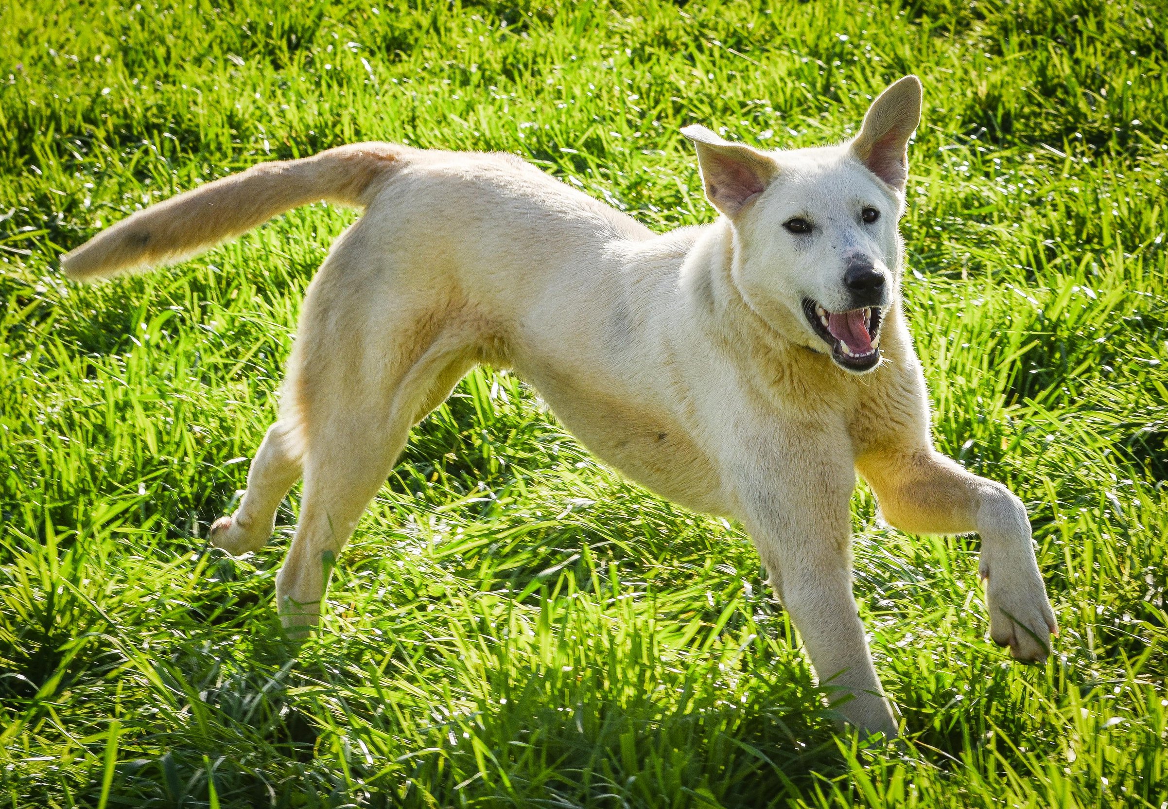 Guardian Dogs Guardian Dogs